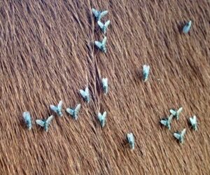 Buffalo Fly - FlyBoss