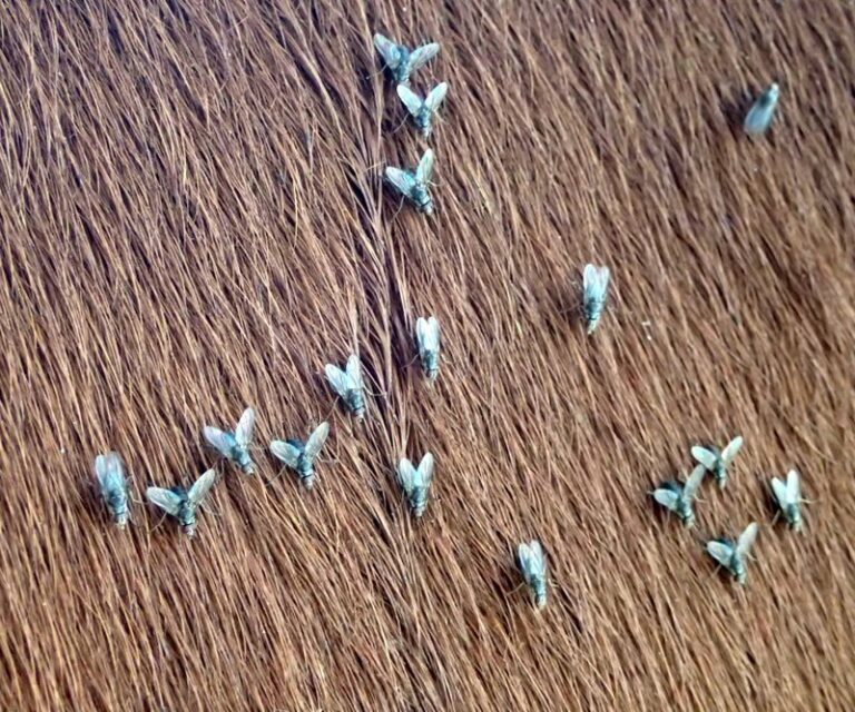 Buffalo Fly - FlyBoss