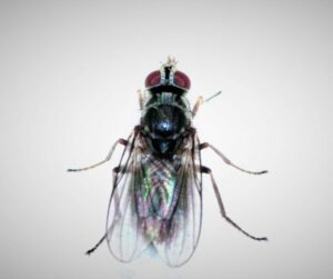 Buffalo Fly - FlyBoss