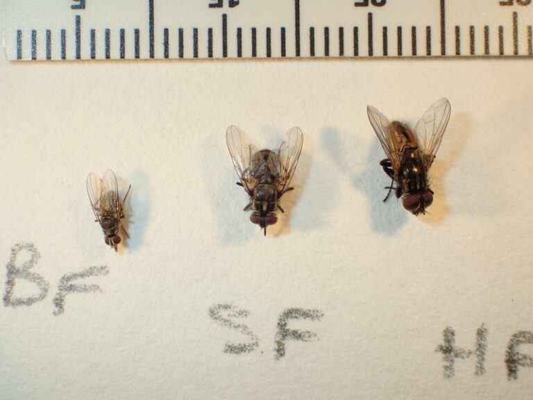 Buffalo Fly - FlyBoss