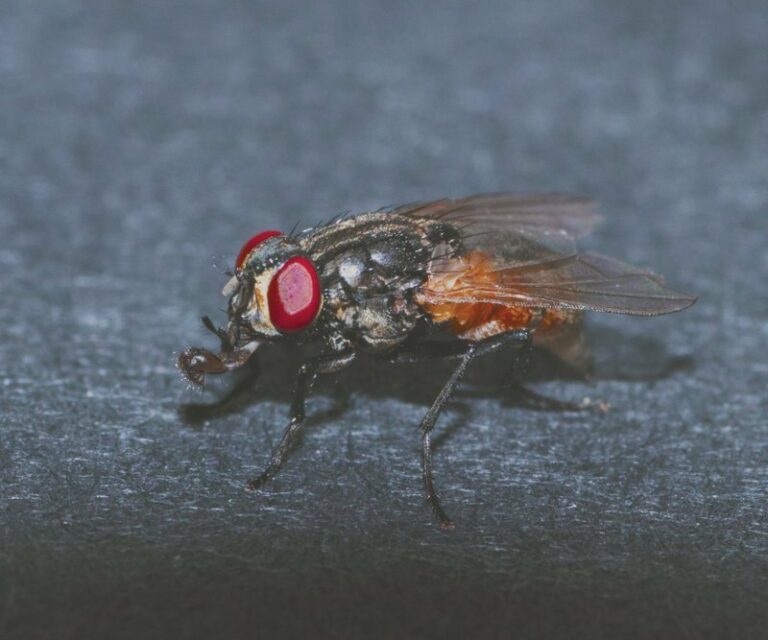 House Fly - FlyBoss