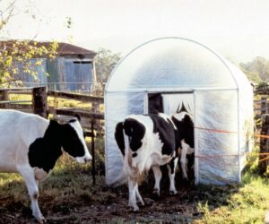 Buffalo Fly Traps - FlyBoss