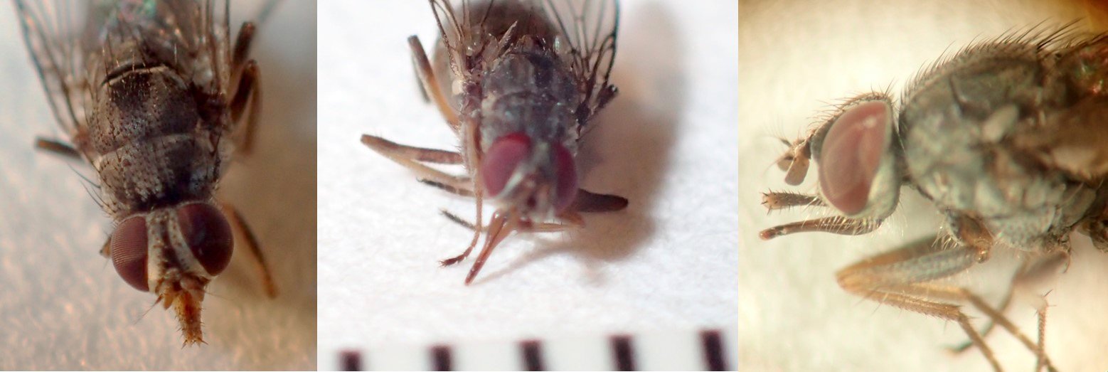 Buffalo Fly - FlyBoss