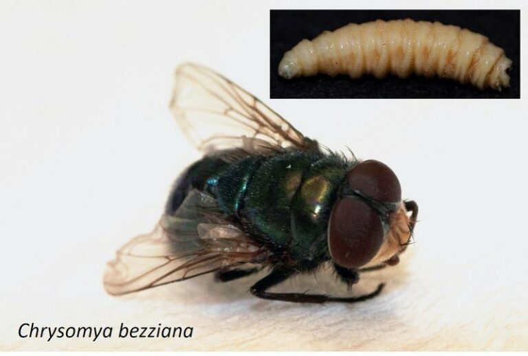 Cattle Blowfly - FlyBoss