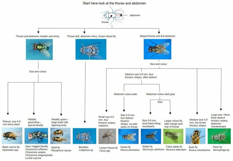 Dairy Fly Identification Chart - FlyBoss
