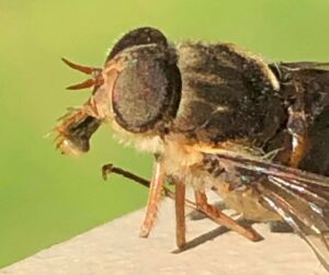 March or Horseflies - FlyBoss