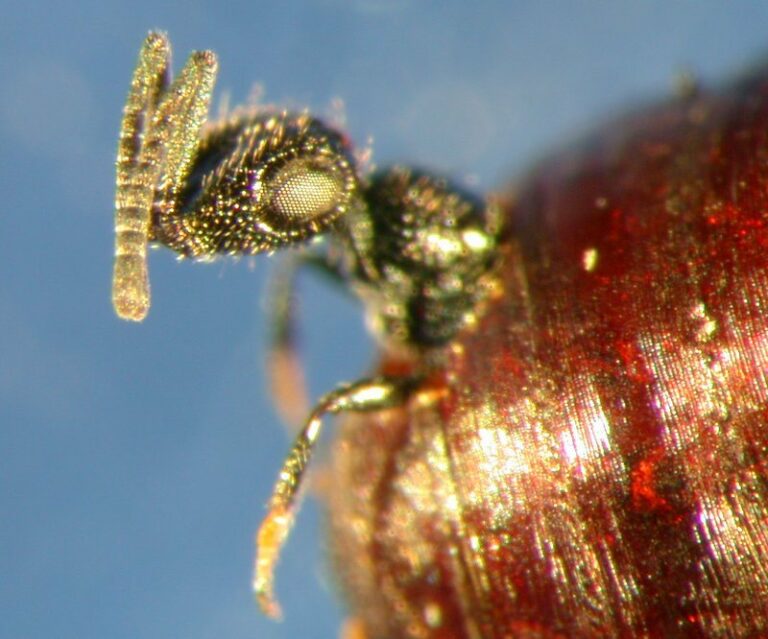 Biological Control of Flies - FlyBoss