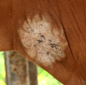 Stephanofilaria in Cattle - FlyBoss