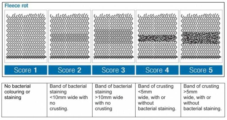 Fleece Rot Scoring and Selection - FlyBoss