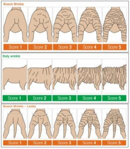 Visual Sheep Scores - FlyBoss