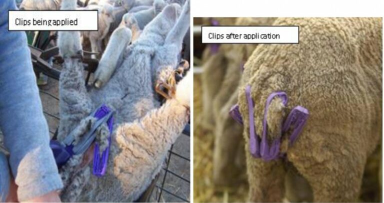 Breech Modification - FlyBoss