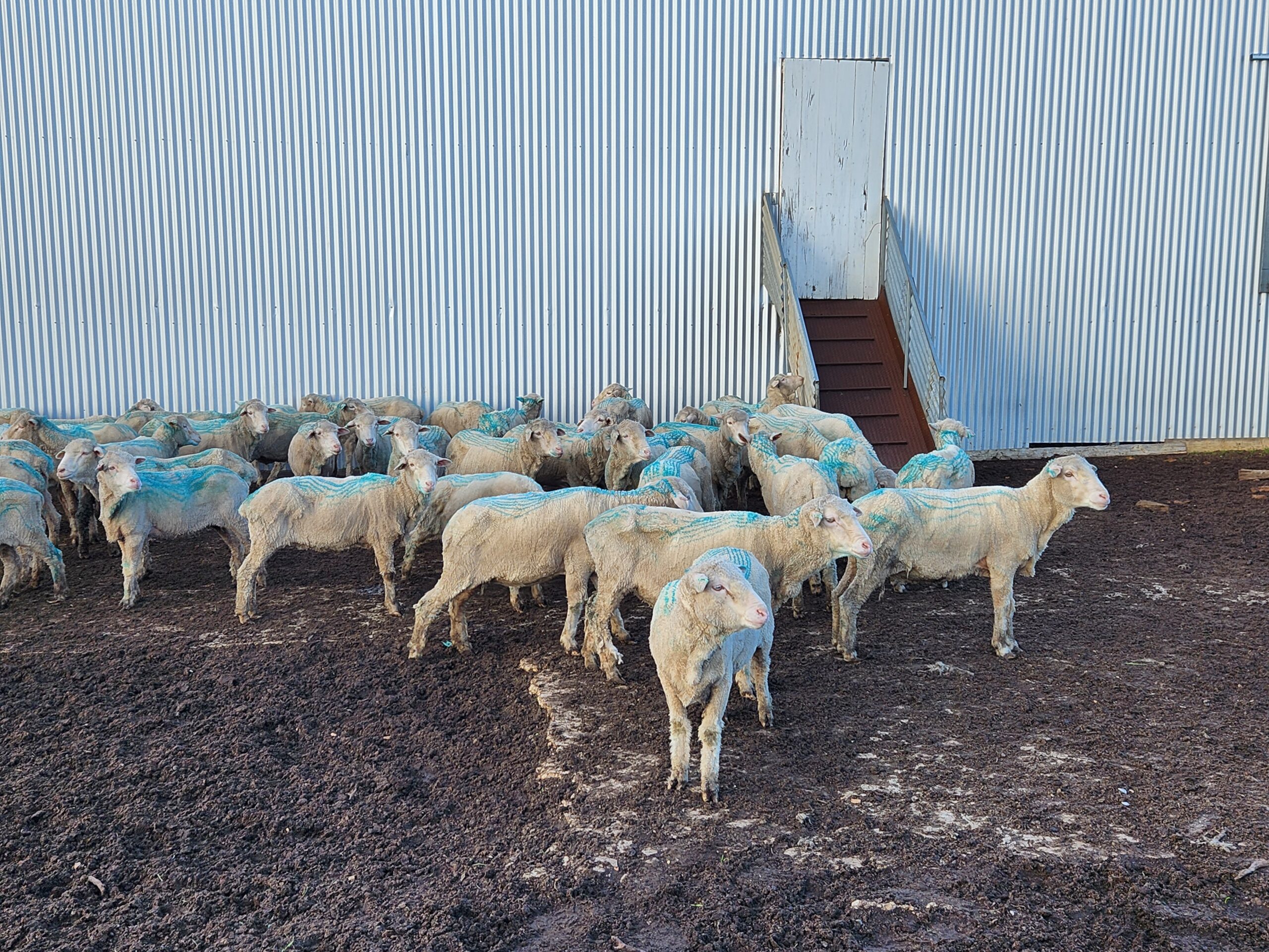 Choosing the Right Time to Apply Preventative Flystrike Treatments ...